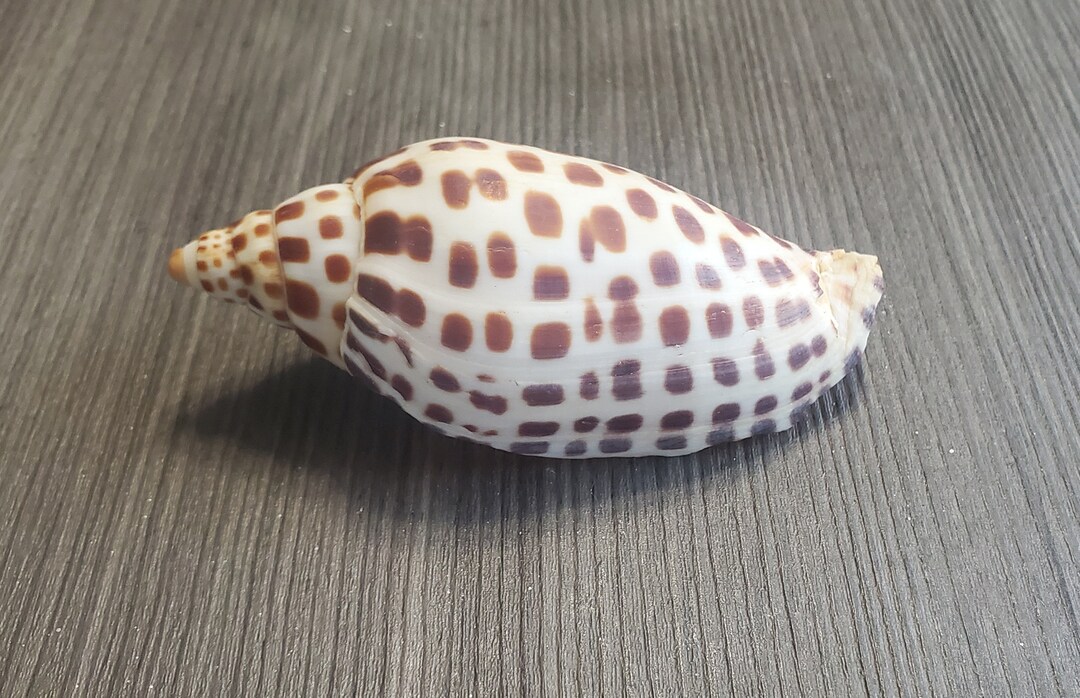 Rare SW Florida Beach Found Junonia Seashell - Etsy