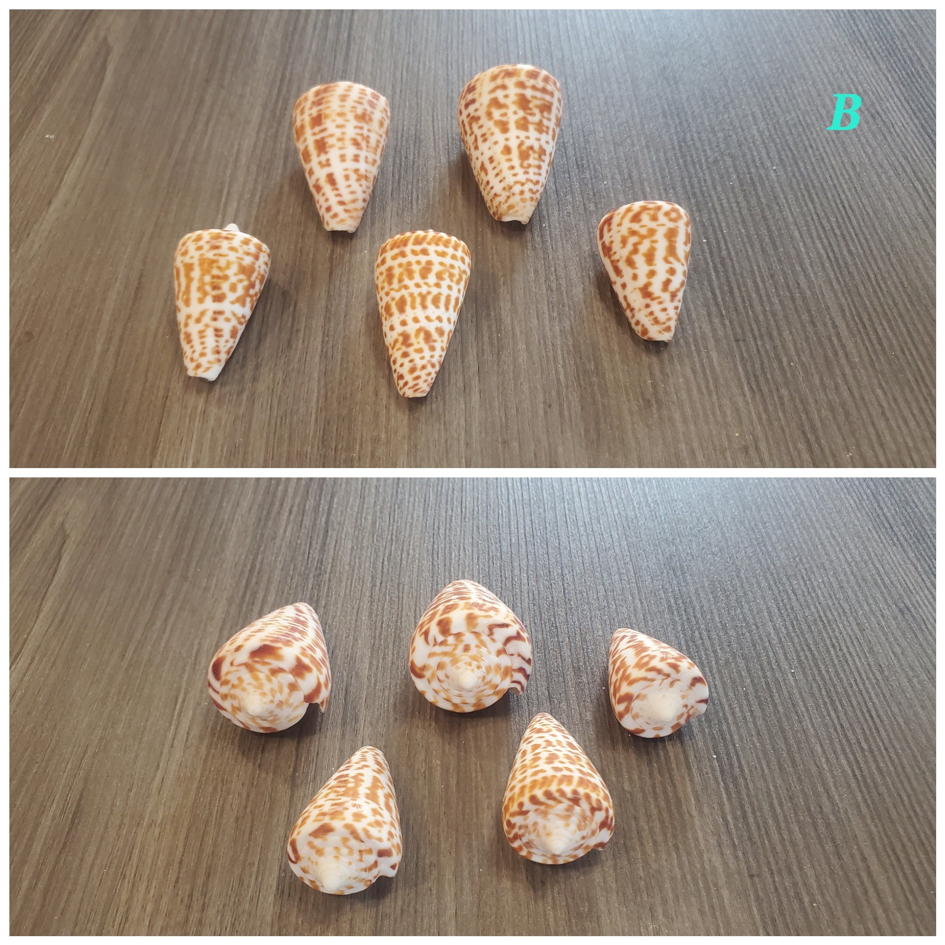Sets of 5 SW Florida Beach Found Alphabet Cone Seashells - Etsy