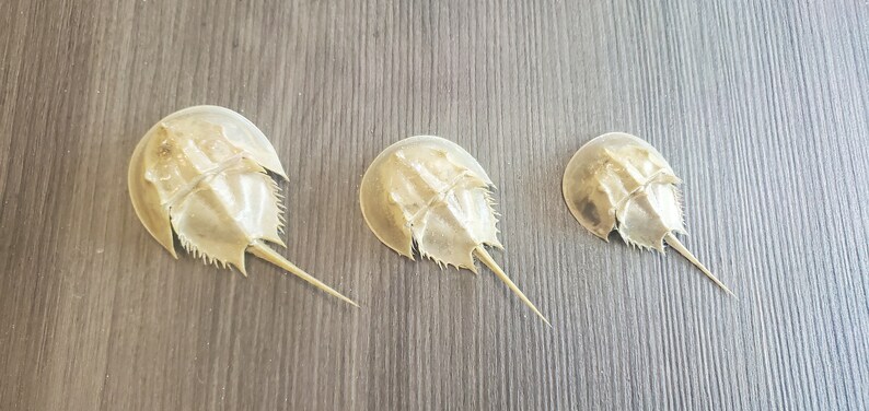 SW Florida Beach Found Real Horseshoe Crab Exoskeleton Molts - Etsy