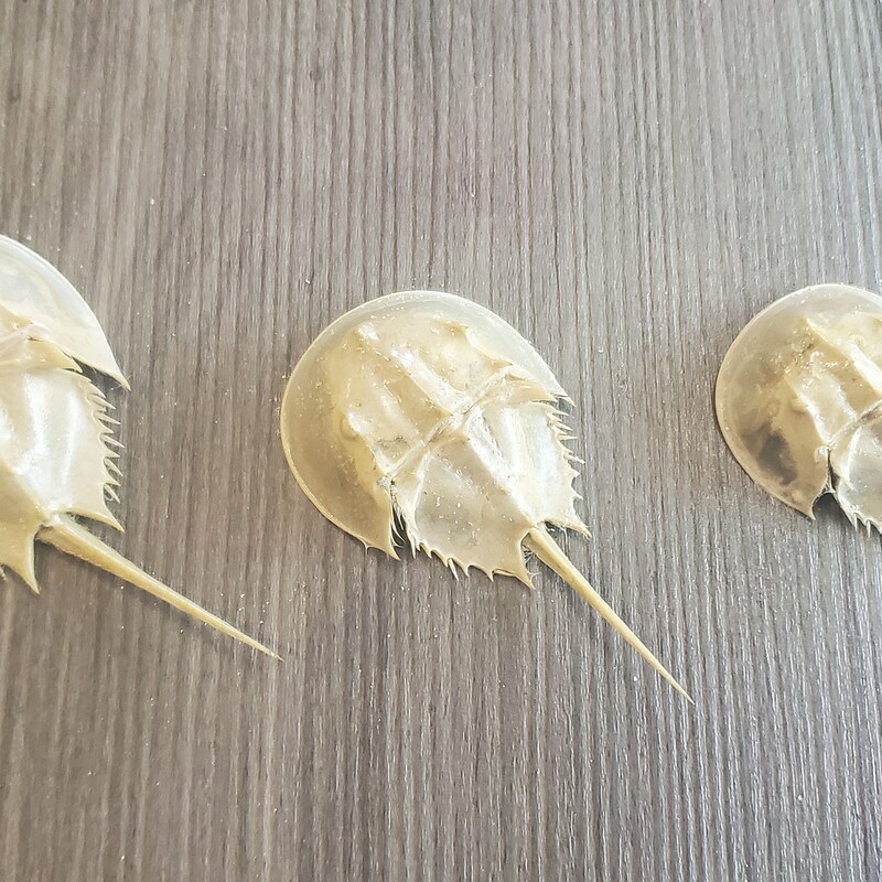 Horseshoe Crab - Etsy