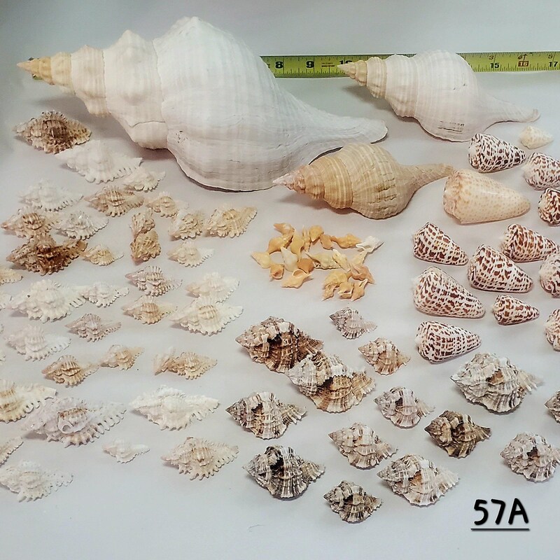 Bulk Seashells - Etsy