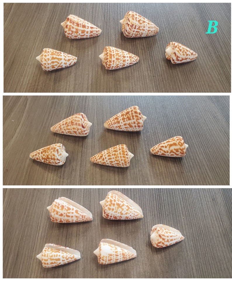 Sets of 5 SW Florida Beach Found Alphabet Cone Seashells - Etsy
