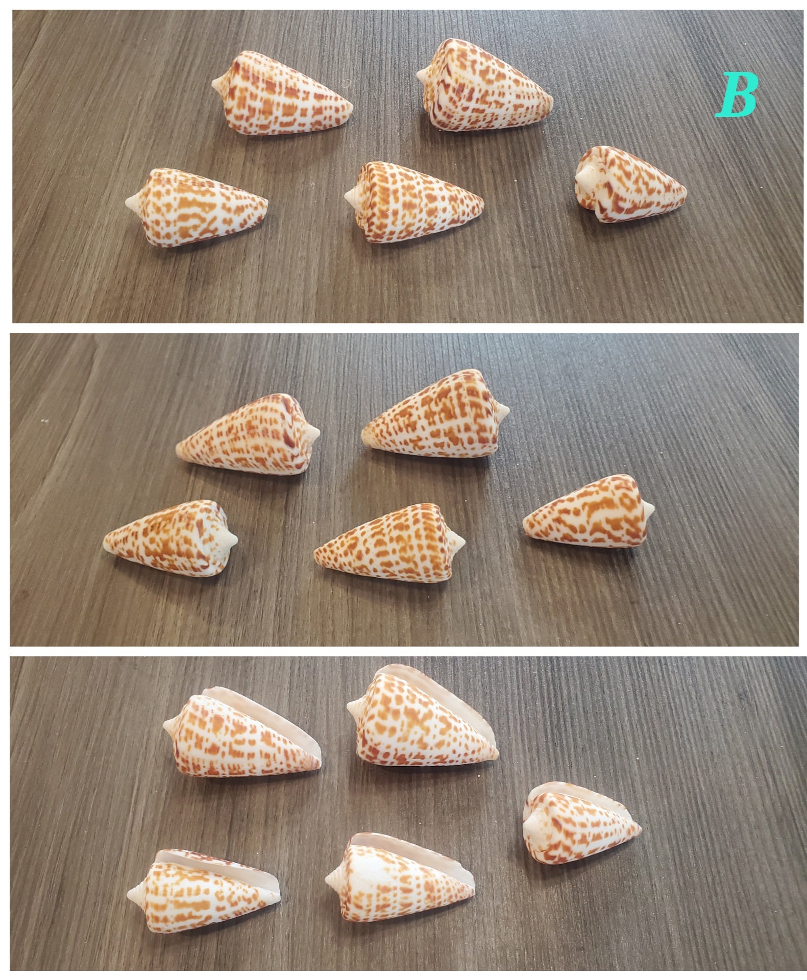 Sets of 5 SW Florida Beach Found Alphabet Cone Seashells - Etsy