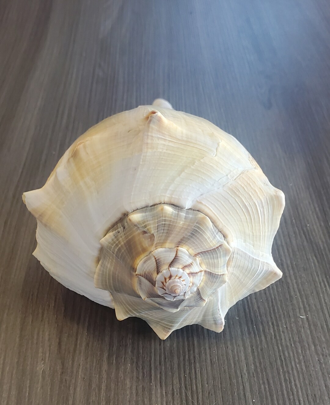 SW Florida Beach Found Lightning Whelk Seashell - Etsy