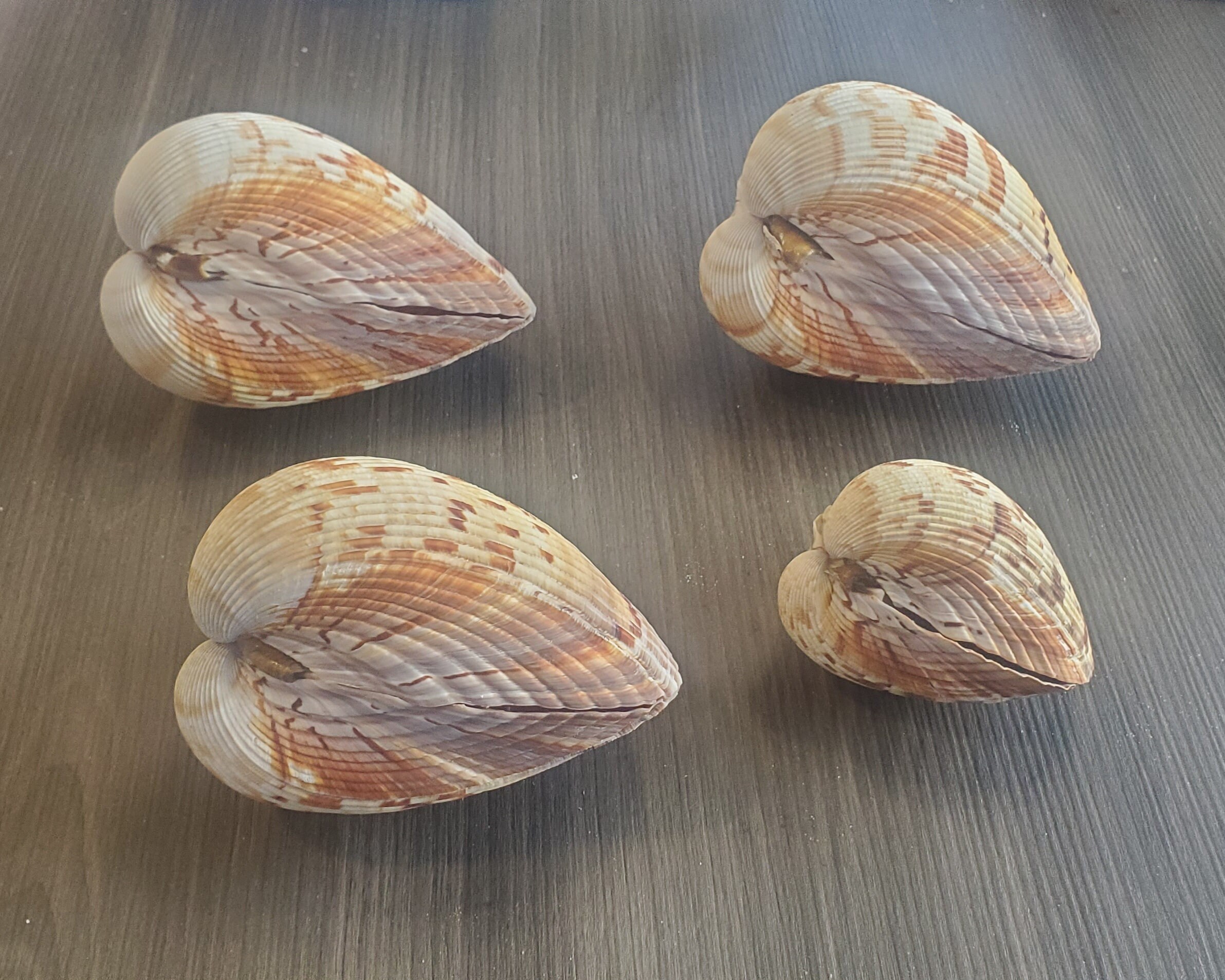 Set of 4 Sets SW Florida Beach Found Atlantic Giant Cockle Seashells - Etsy