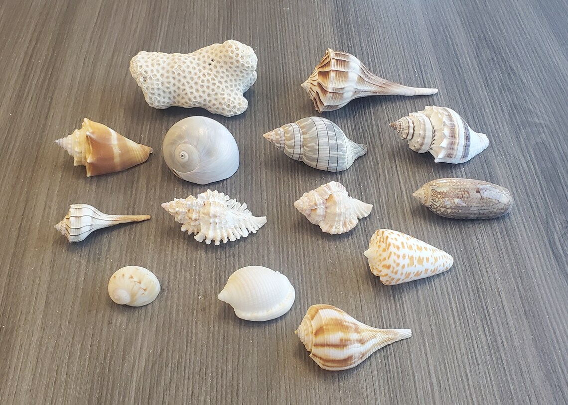 Set of 14 SW Florida Beach Found Mix Lot Seashells - Etsy