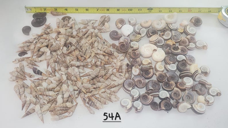 Bulk Lots SW Florida Beach Found Seashells - Etsy