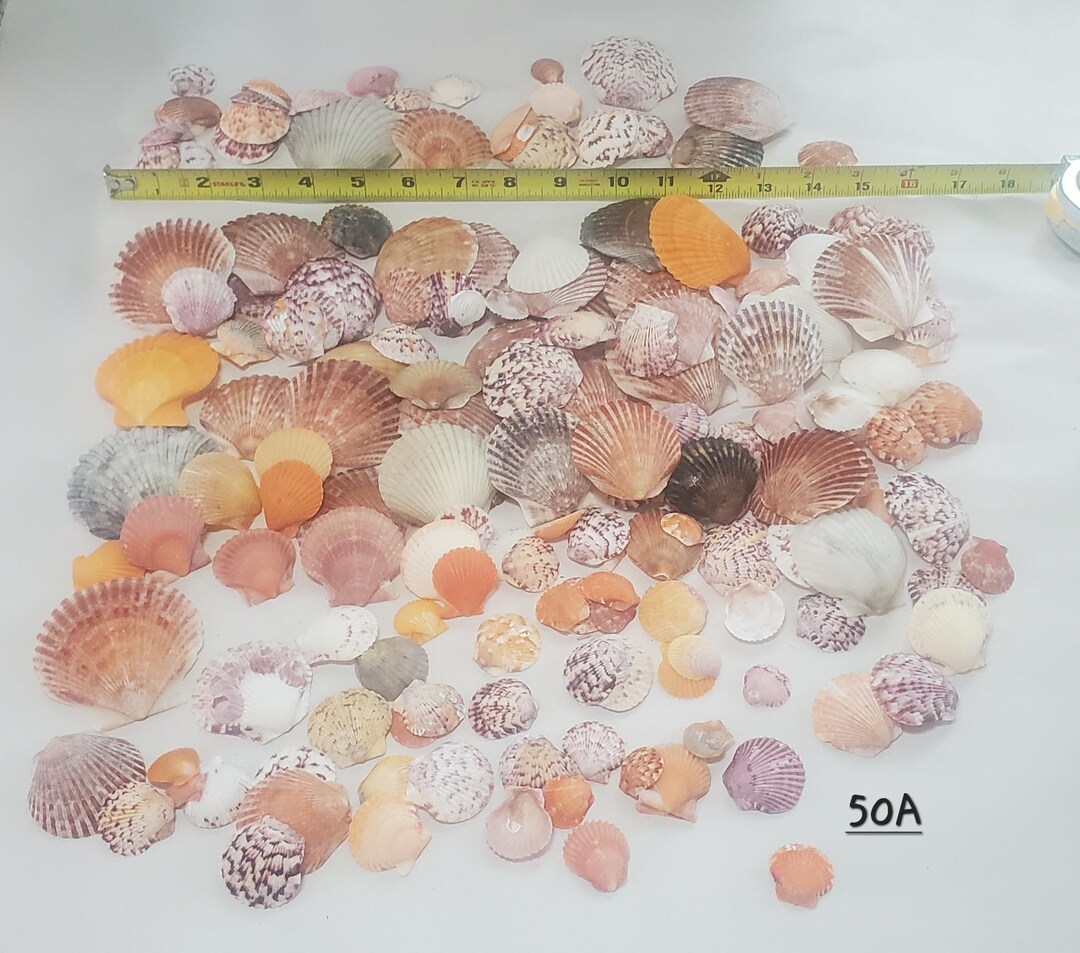 Multiple Bulk Seashell Lots - Etsy