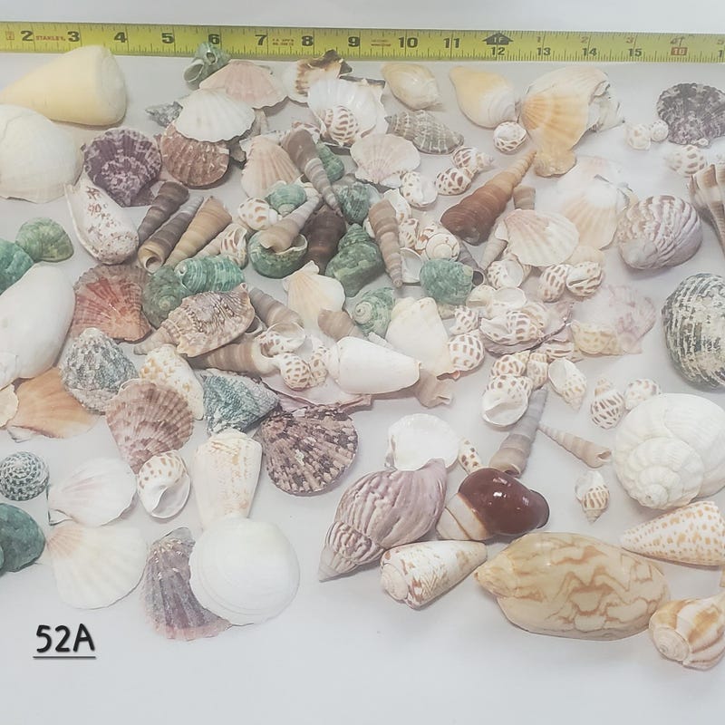 Bulk Seashells - Etsy