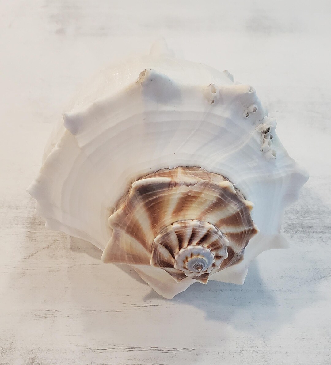 SW Florida Beach Found XL Lightning Whelk Seashells - Etsy