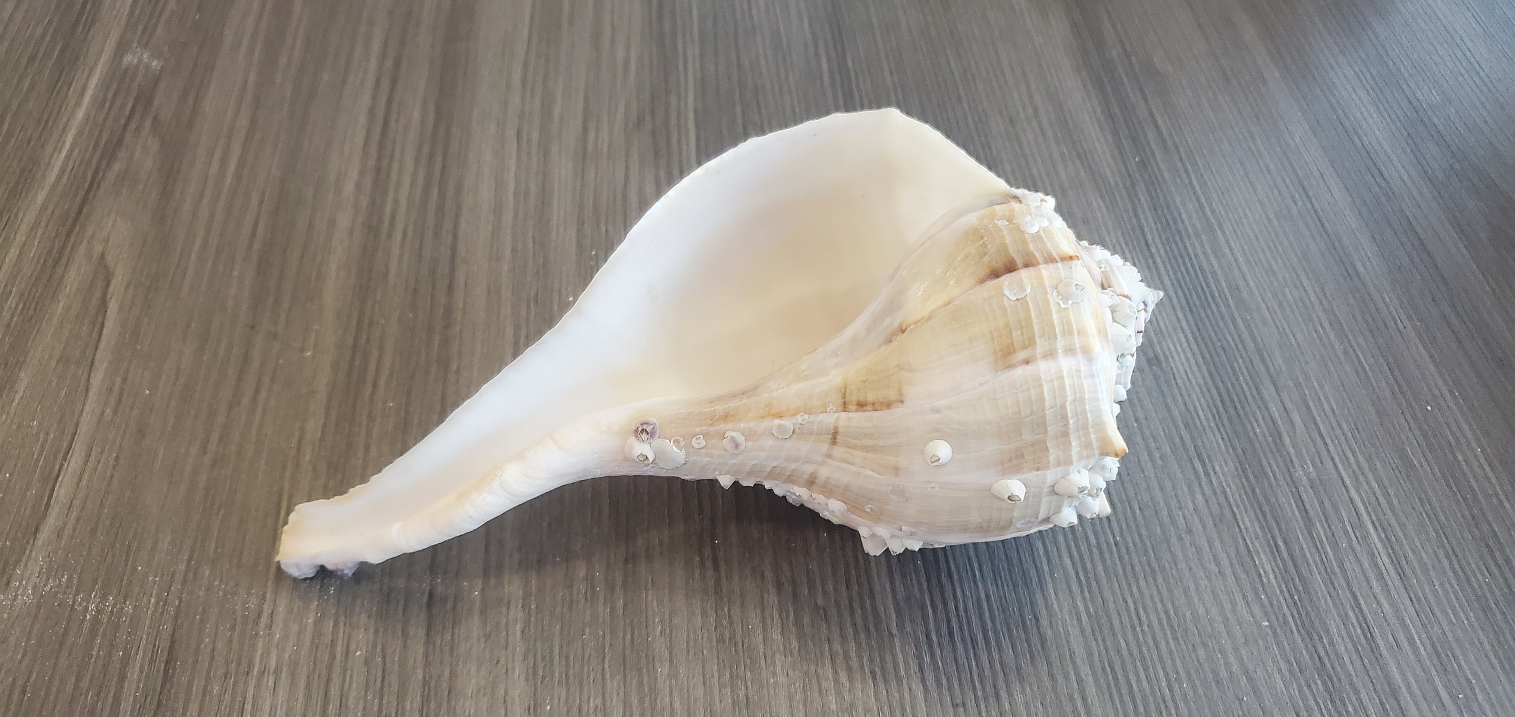 SW Florida Beach Found Lightning Whelk Seashell - Etsy