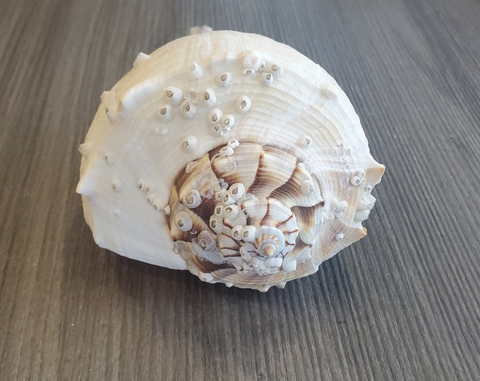 SW Florida Beach Found Lightning Whelk Seashell - Etsy