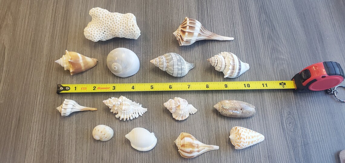 Set of 14 SW Florida Beach Found Mix Lot Seashells - Etsy