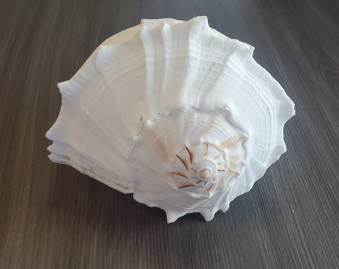 SW Florida Beach Found Lightning Whelk Seashell - Etsy