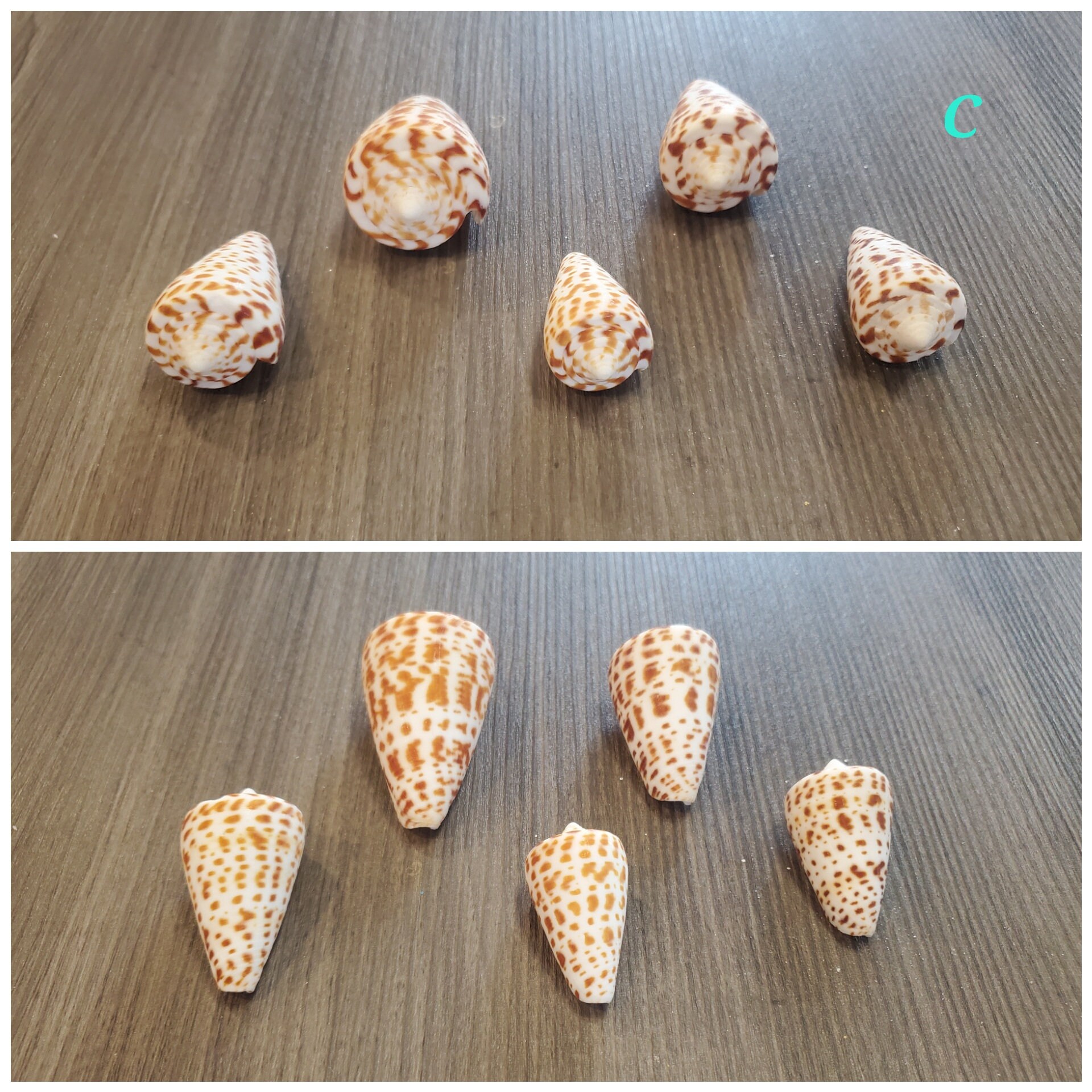 Sets of 5 SW Florida Beach Found Alphabet Cone Seashells - Etsy