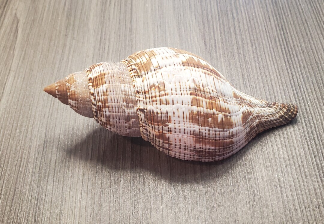 Lg SW Florida Beach Found True Tulip Seashell - Etsy