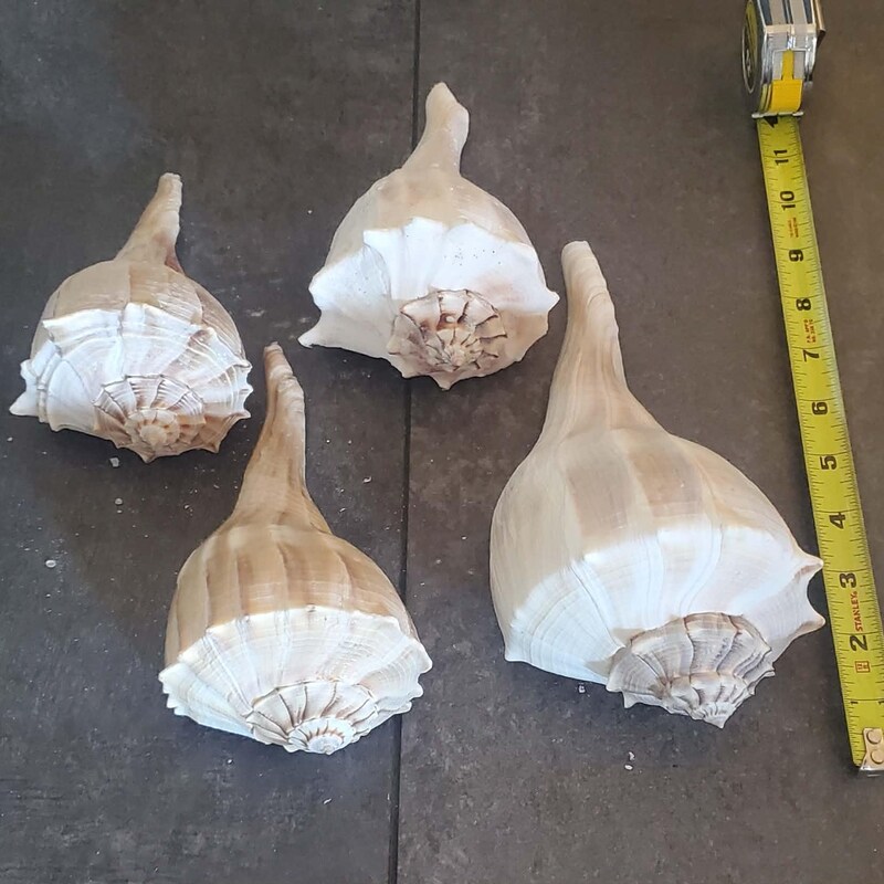 Florida Whelk Shell - Etsy