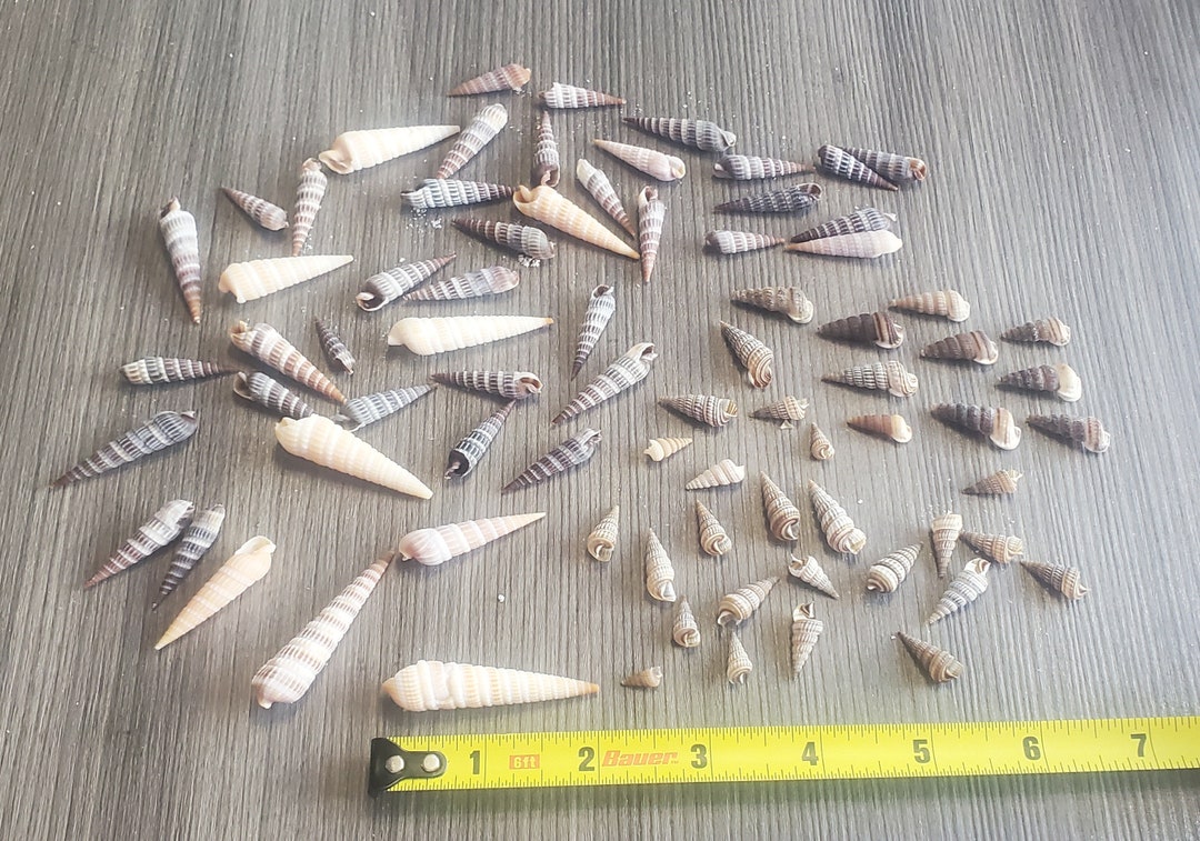 SW Florida Beach Found Mix Lot Auger Seashells - Etsy