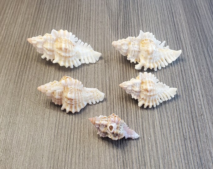 Set of 5 SW Florida Beach Found Lace Murex Seashells - Etsy
