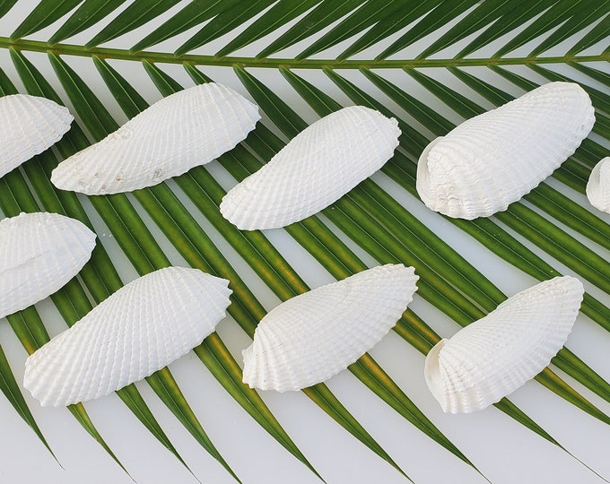Set of 10 Single SW Florida Beach Found Angel Wing Seashells - Etsy