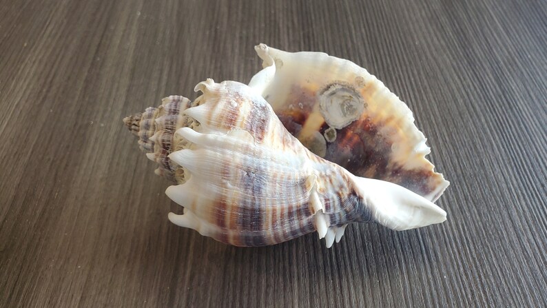 Huge SW Florida Beach Found King Crown Conch Seashell - Etsy