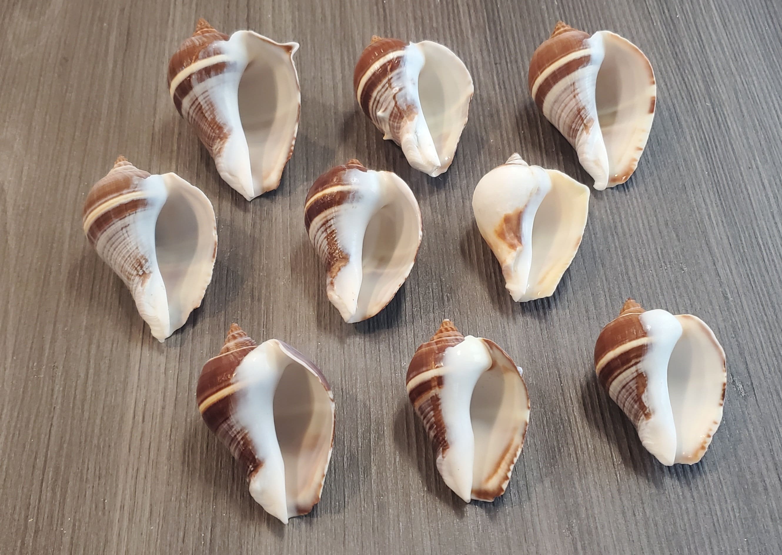 Set of 9 Caribbean Crown Conch Seashells - Etsy