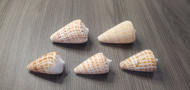 Set of 5 SW Florida Beach Found Alphabet Cone Seashells - Etsy