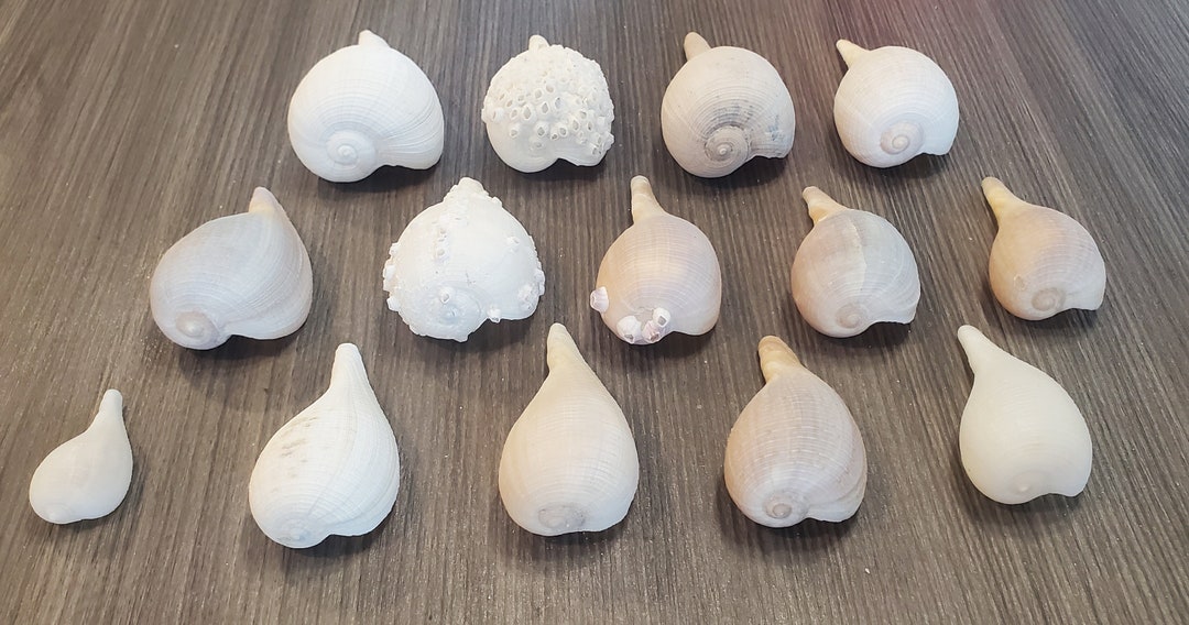 Set of 14 SW Florida Beach Found Fig Snail Seashells - Etsy