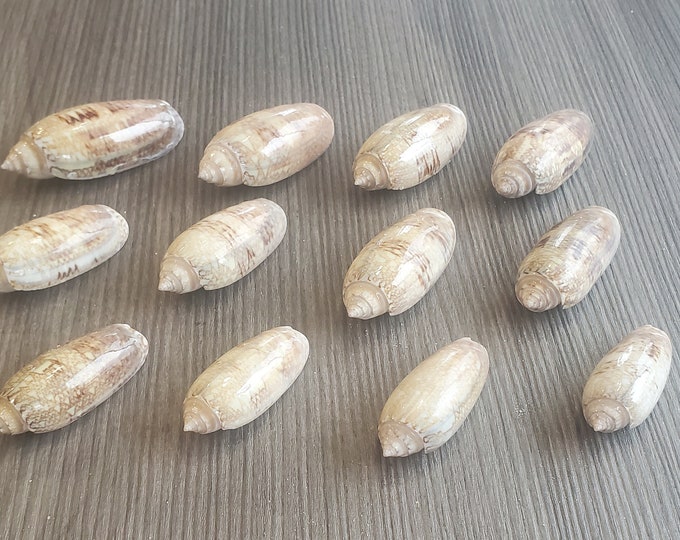 Set of 12 SW Florida Beach Found Lettered Olive Seashells - Etsy