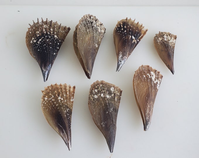 Set of 7 SW Florida Beach Found Pen Shells - Etsy