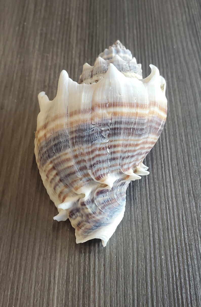 Huge SW Florida Beach Found King Crown Conch Seashell - Etsy