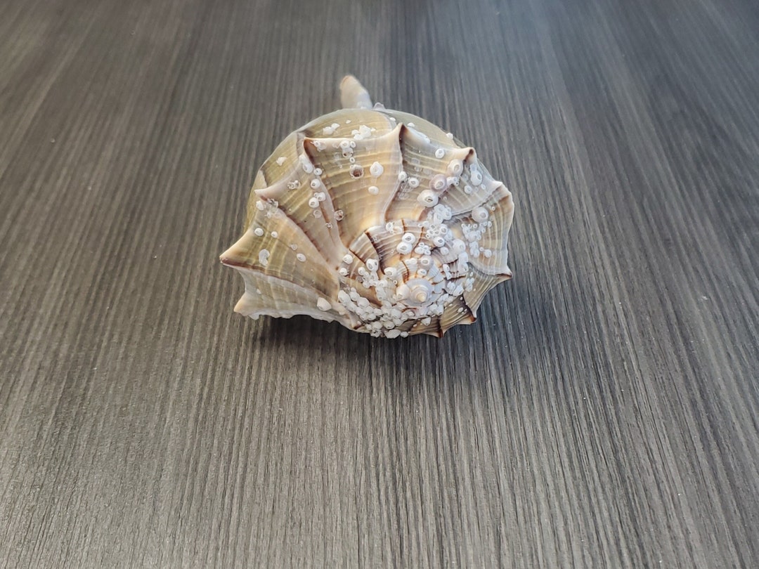 SW Florida Beach Found Lightning Whelk Seashell - Etsy