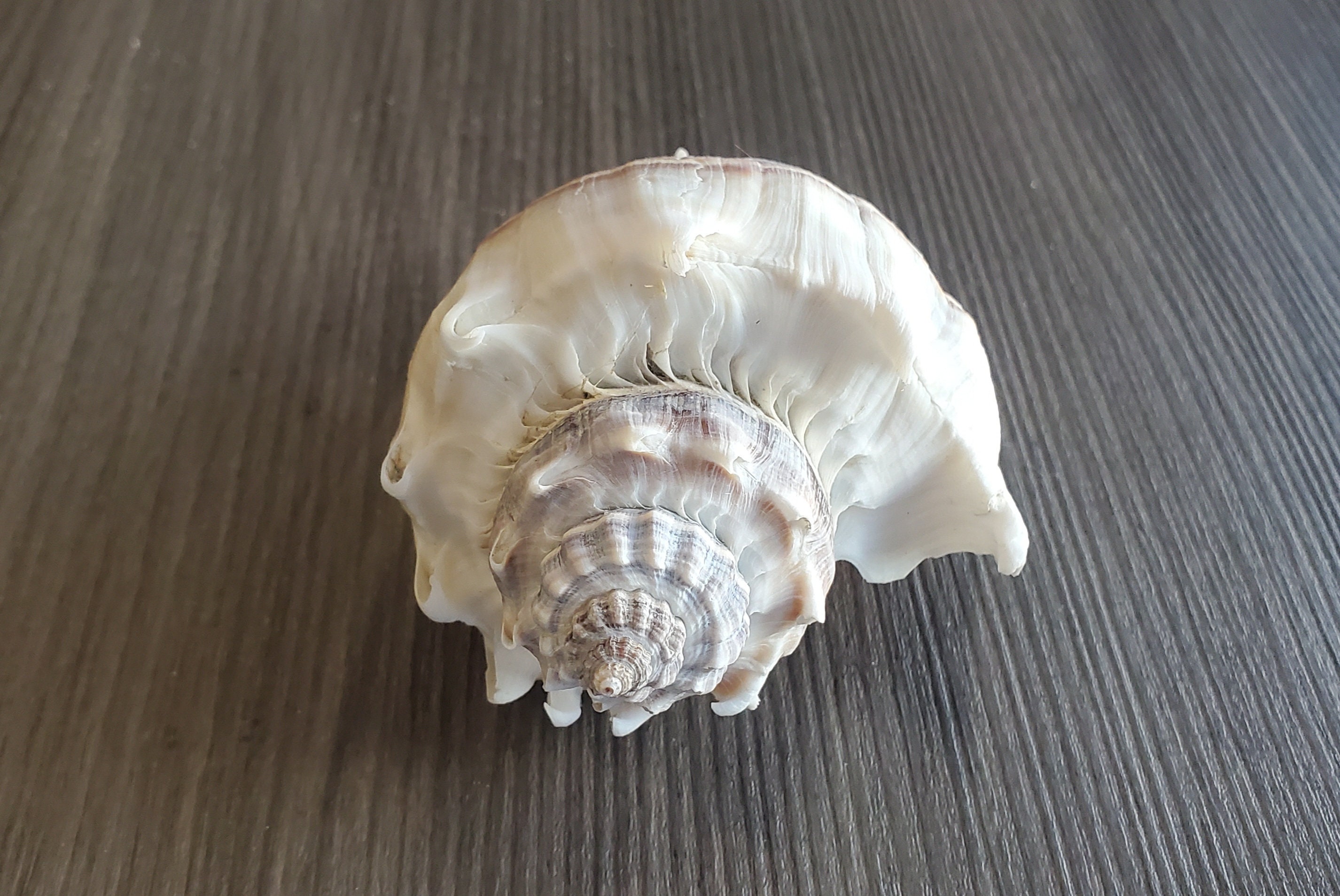 Huge SW Florida Beach Found King Crown Conch Seashell - Etsy