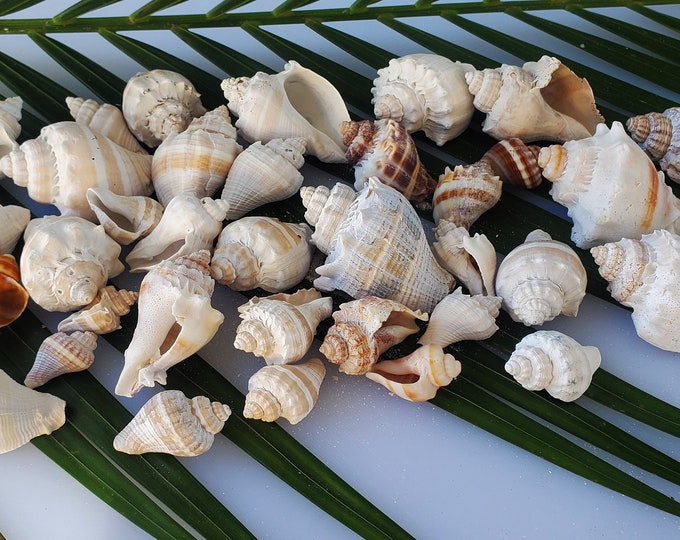 Crafters SW Florida Beach Found King Crown Conch Seashells - Etsy