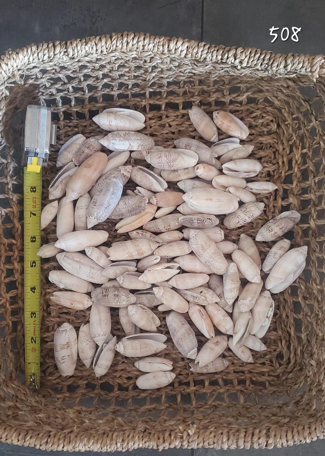 Bulk Lot Lettered Olive Seashells - Etsy