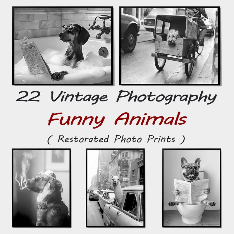 Funny Animal Prints - Etsy