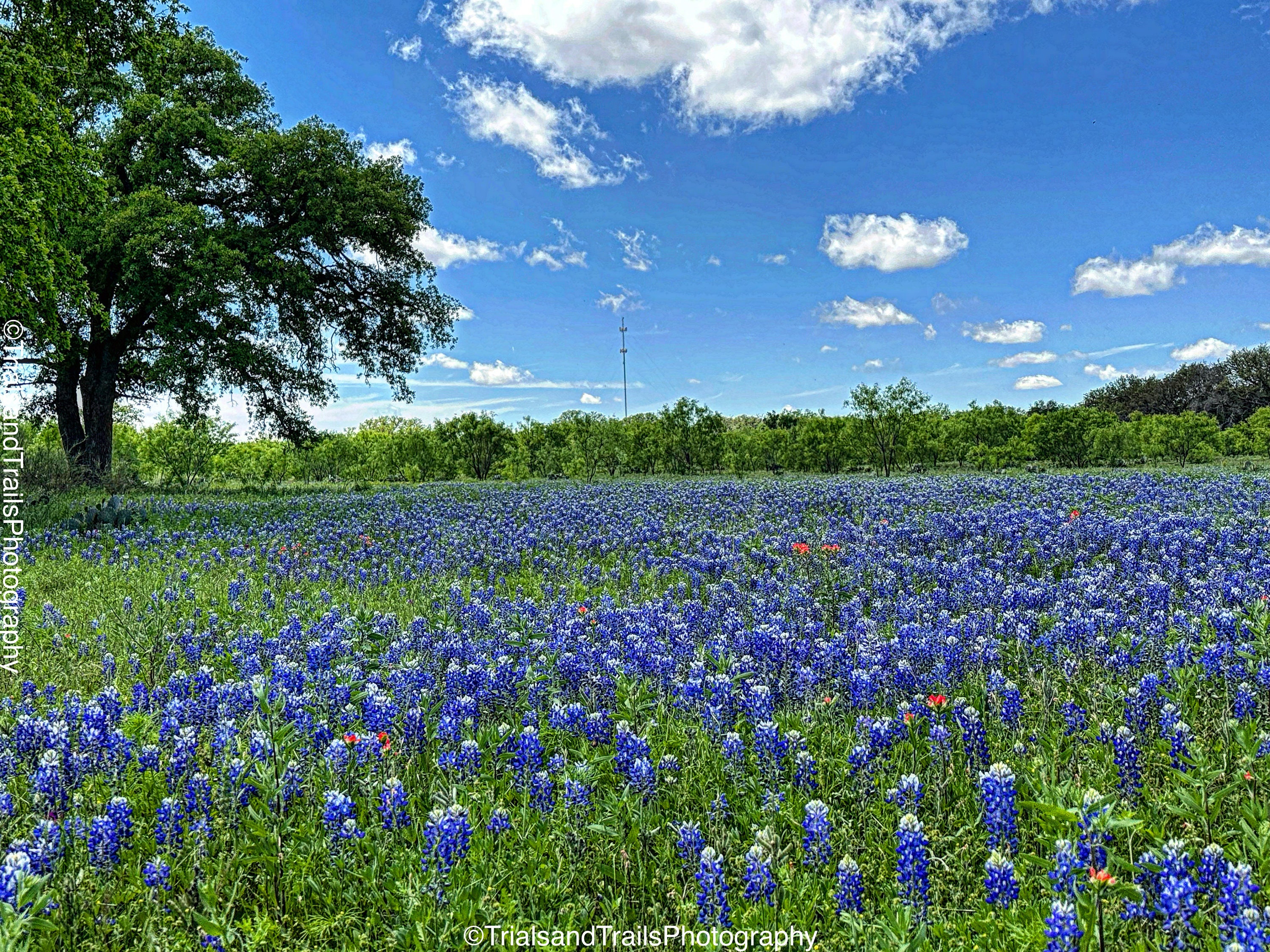 Bluebonnets of Texas in Field. Pictures for Spring. Southern Springtime ...