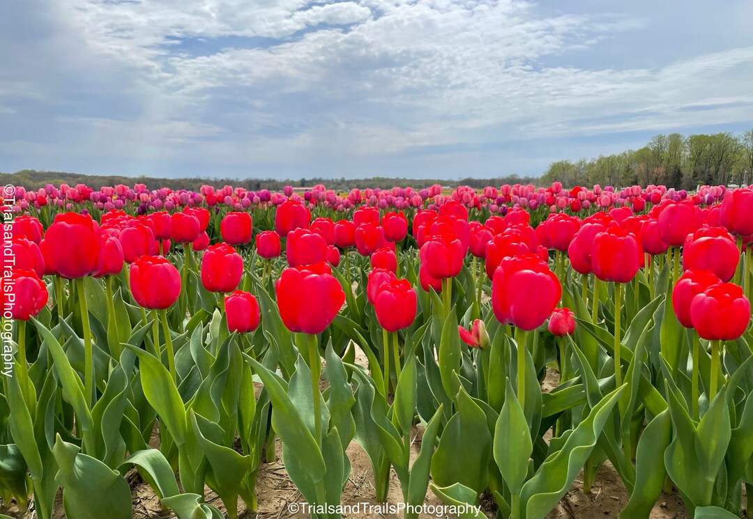 Pink Tulips Landscape Photo. Valentine's Day Gifts. Gifts for Her and Mom. Mothers Day Presents ...