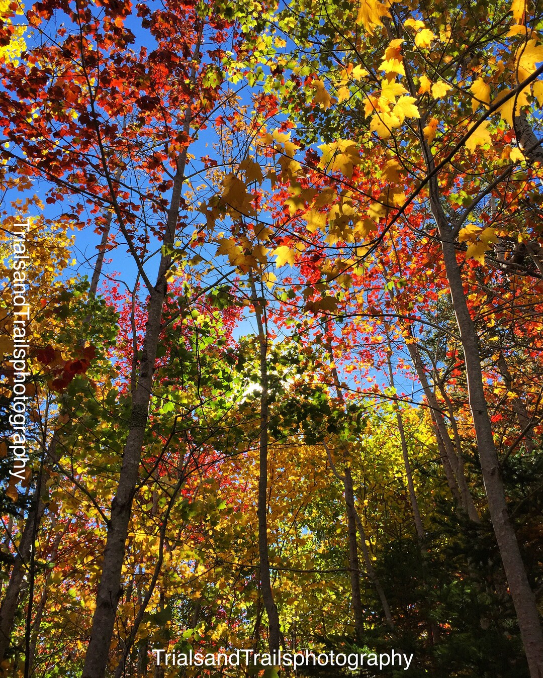 All the Fall Colors With Sun Shining Landscape Canvas Print. Fall ...