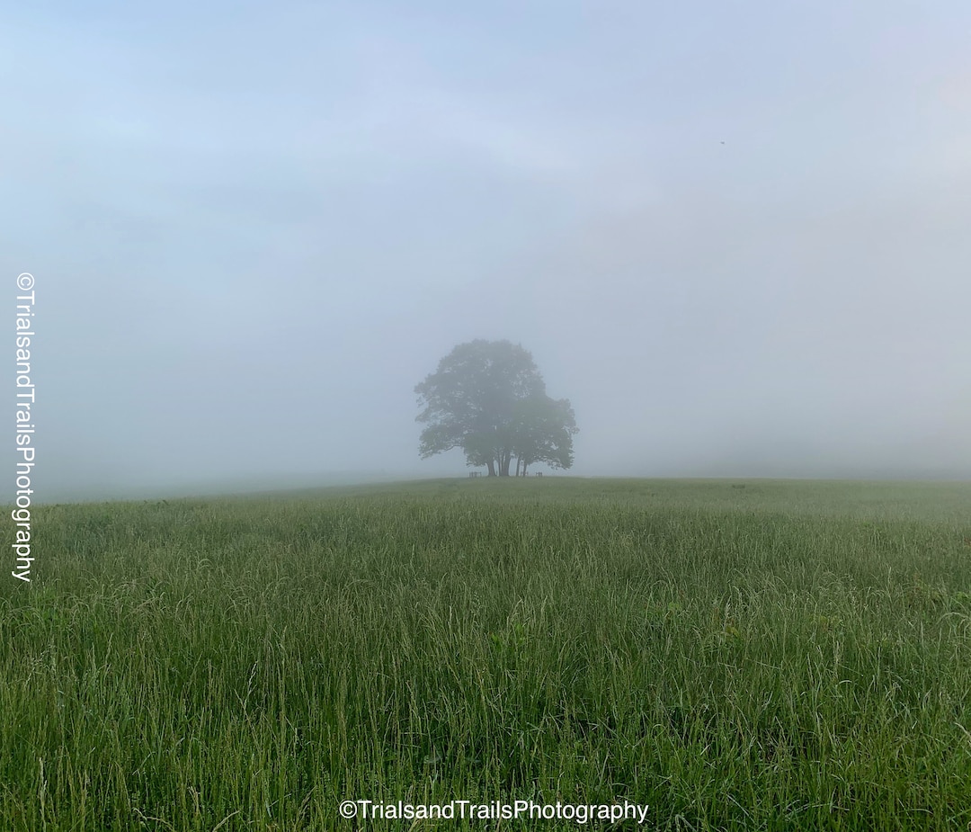 Misty Field Landscape Photography. the Tree Stands Alone. Inspiration ...
