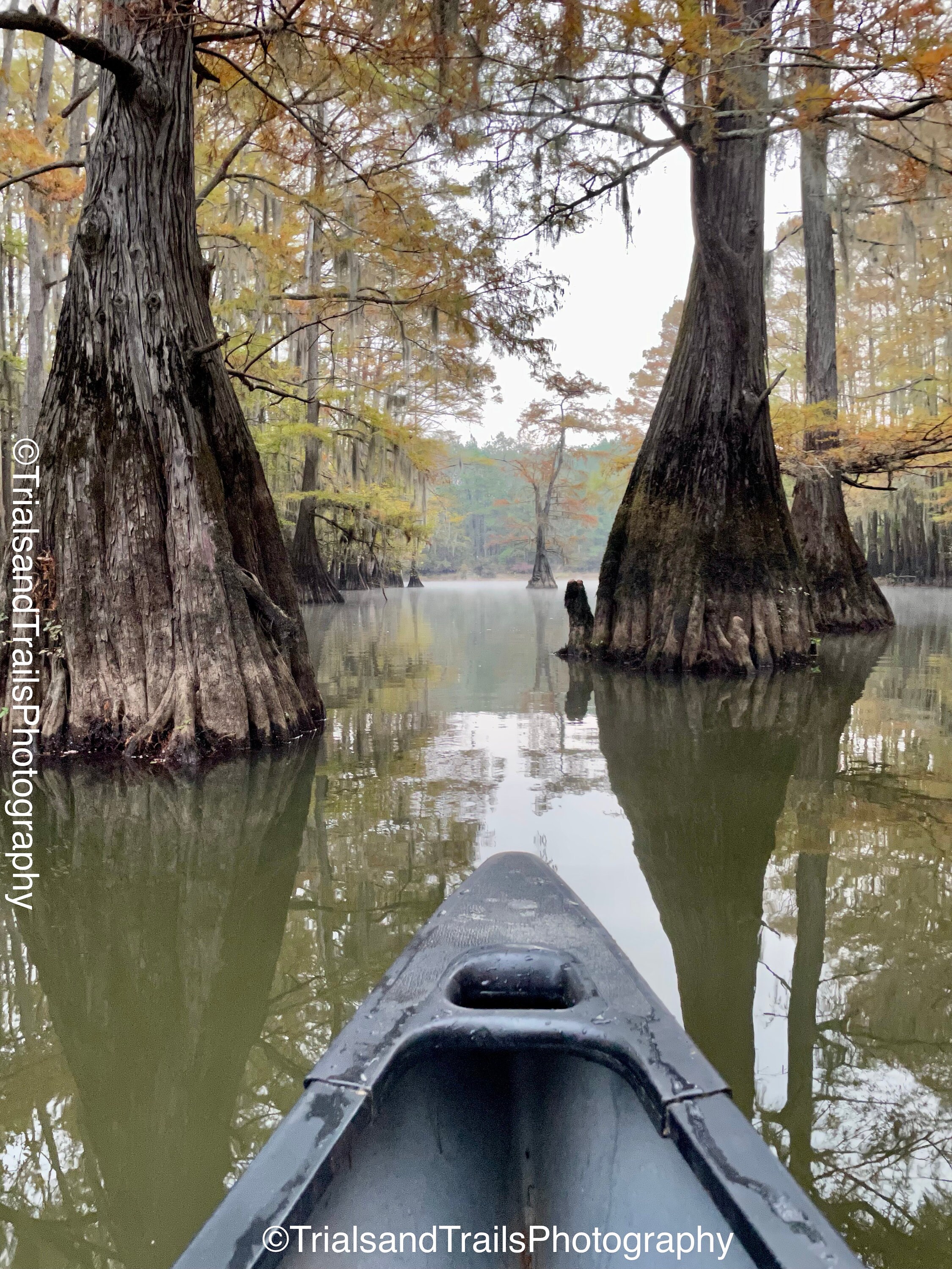 Fall Canoe on the Swamp. Cypress Tree Art. Woodsy Decor. Southland ...