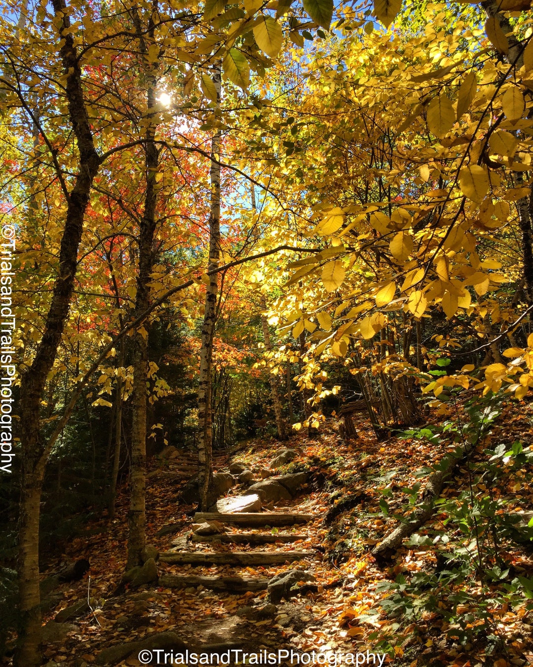 Walk Into Fall Canvas Photograph. Stairs in Yellow Forest. Sunlight ...