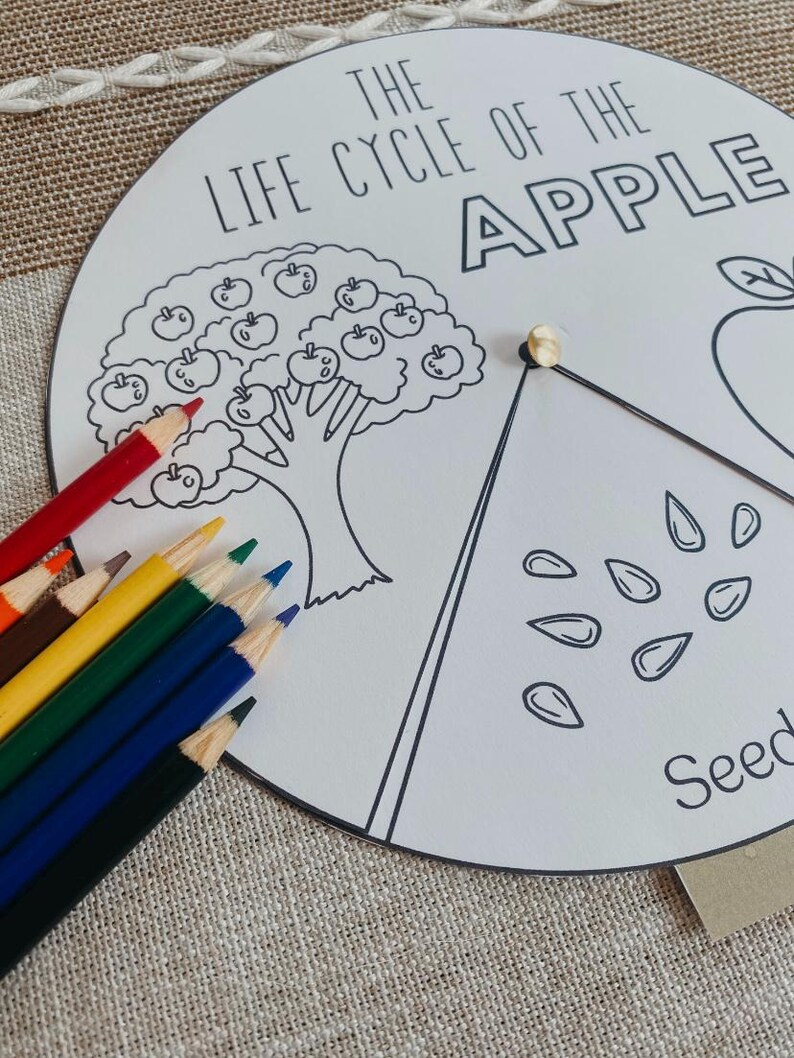 Apple Cycle Spinner Activity, Apple Life Cycle, Fall Activities for ...