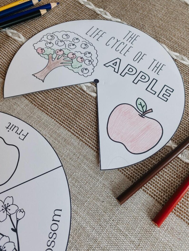 Apple Cycle Spinner Activity, Apple Life Cycle, Fall Activities for ...