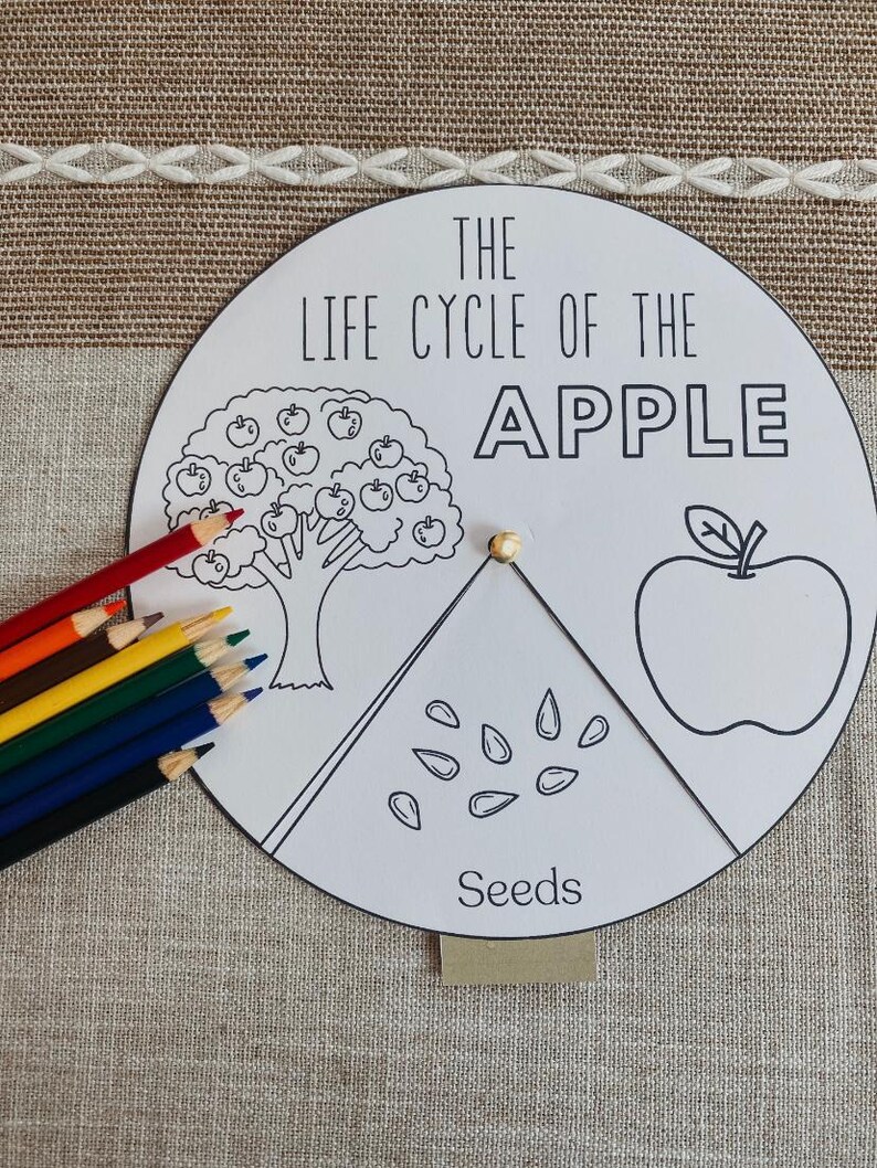 Apple Cycle Spinner Activity, Apple Life Cycle, Fall Activities for ...