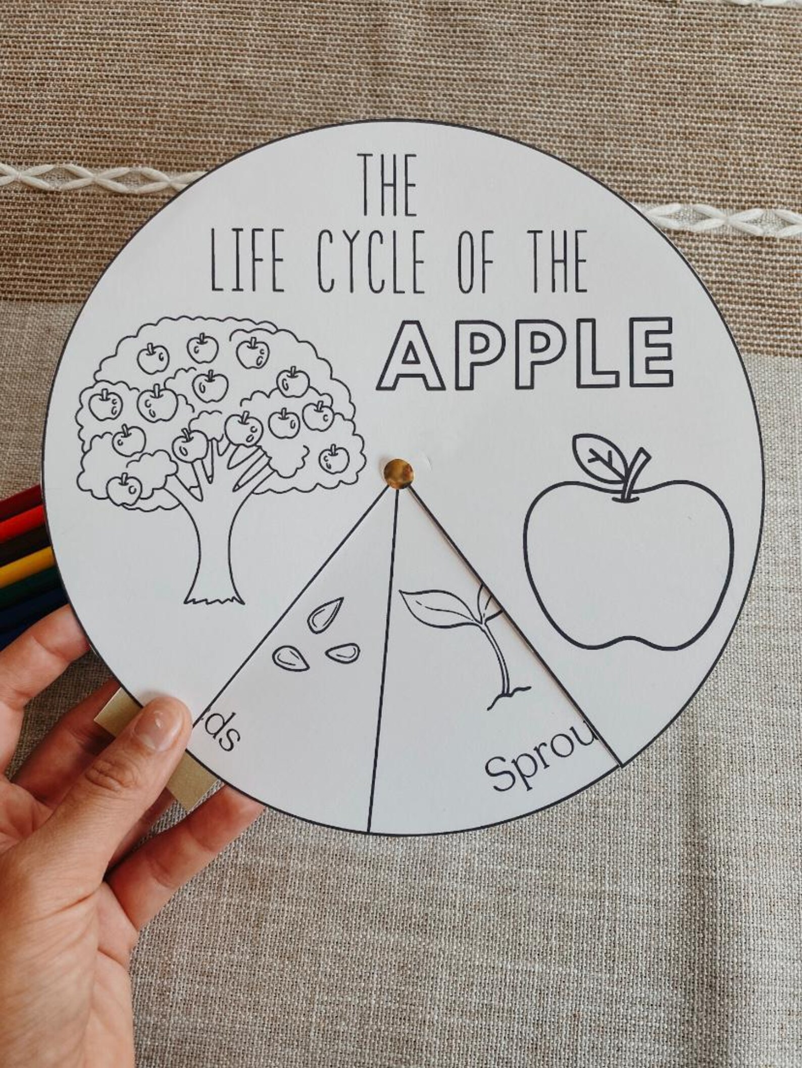 Apple Cycle Spinner Activity, Apple Life Cycle, Fall Activities for ...
