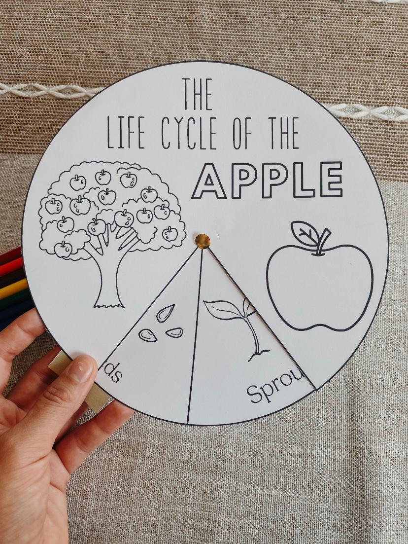 Apple Cycle Spinner Activity, Apple Life Cycle, Fall Activities for ...