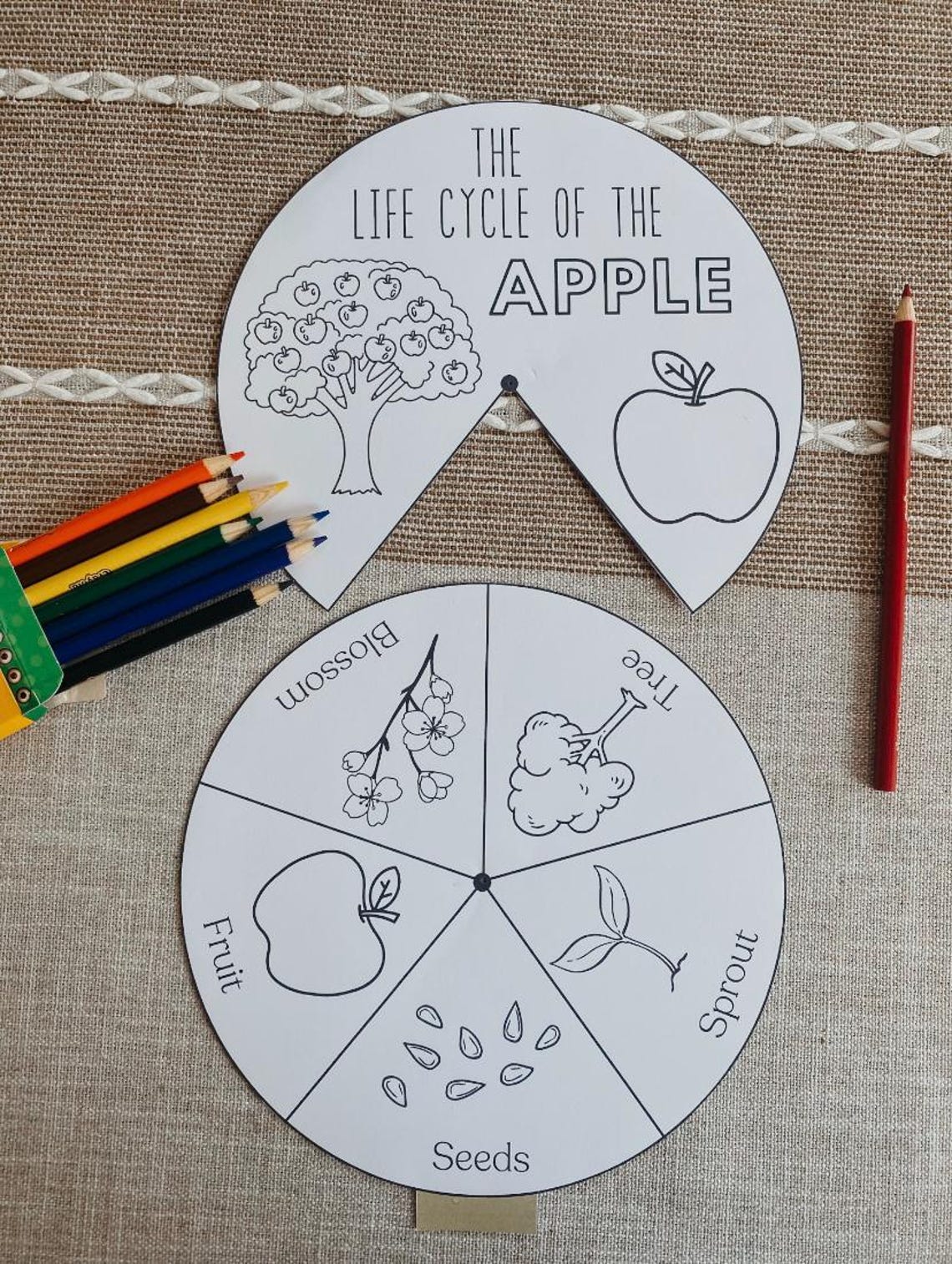 Apple Cycle Spinner Activity, Apple Life Cycle, Fall Activities for ...