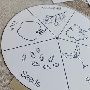 Apple Cycle Spinner Activity, Apple Life Cycle, Fall Activities for ...