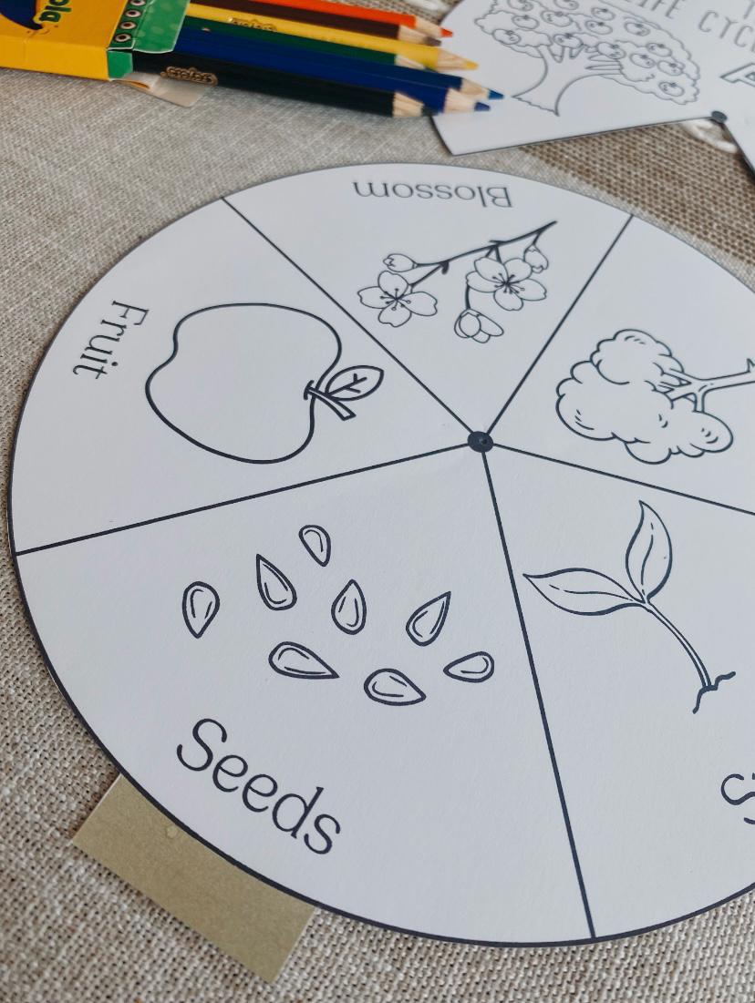 Apple Cycle Spinner Activity, Apple Life Cycle, Fall Activities for ...